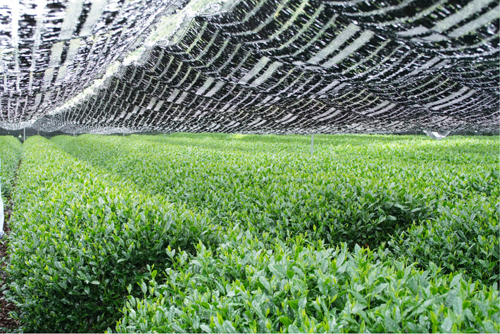 What Is Matcha – Jade Leaf Matcha US