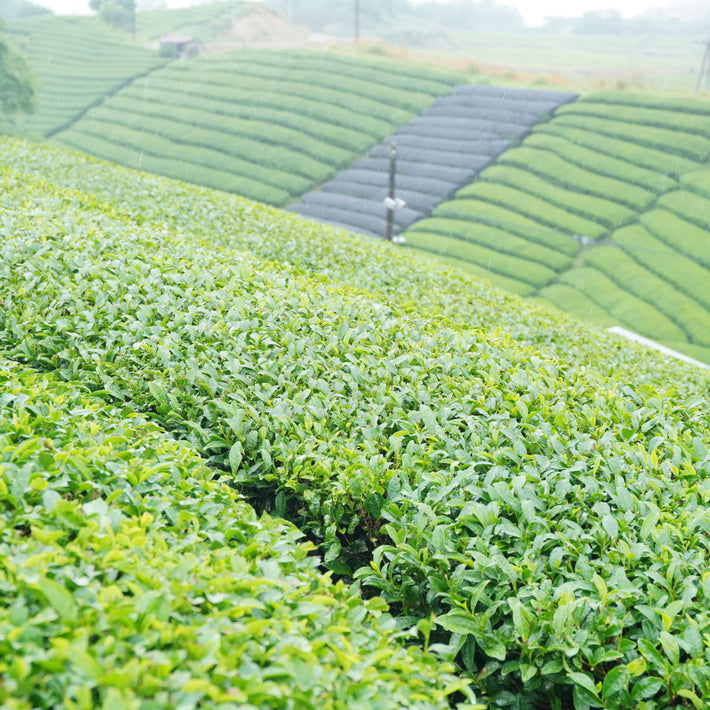 Traditional Matcha Starter Set – Jade Leaf Matcha US