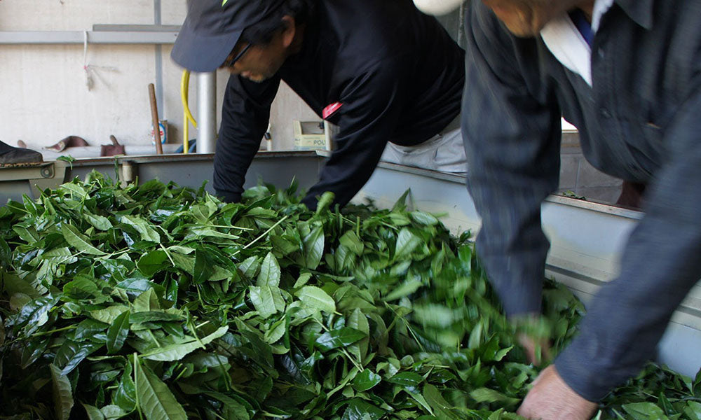 Farm-direct Organic Japanese Matcha Green Tea Powder | Jade Leaf Matcha